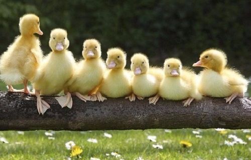 Patos - Villa Palero