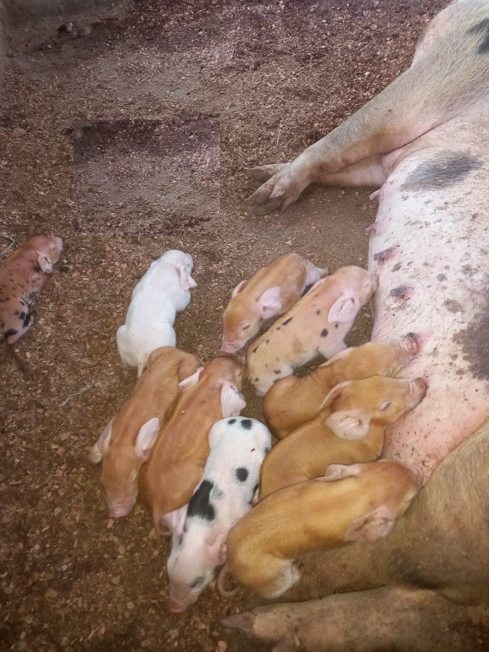 La cerda criolla "Lola" ha parido 11 puerquitos. - Villa Palero